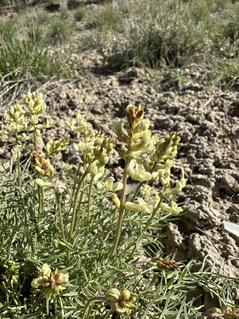 Yellow Milkvetch from Garfield County, CO, USA on April 30, 2023 at 09: ...