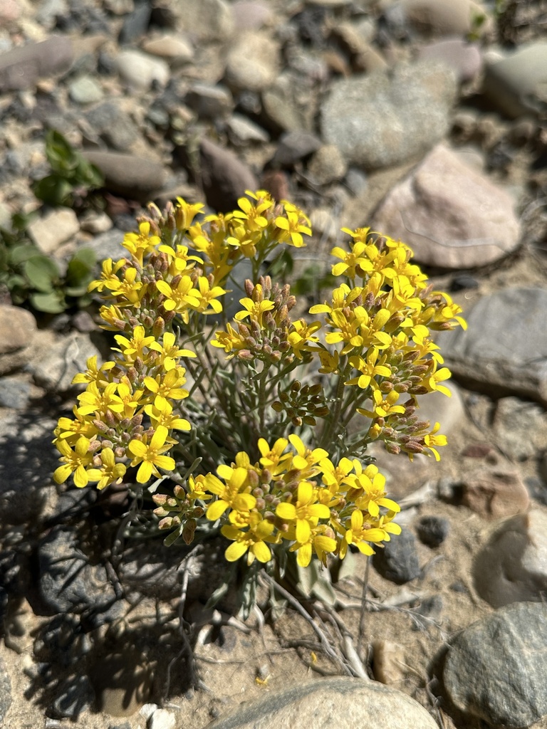 bladderpods from Mesa, Colorado, United States on April 30, 2023 at 10: ...