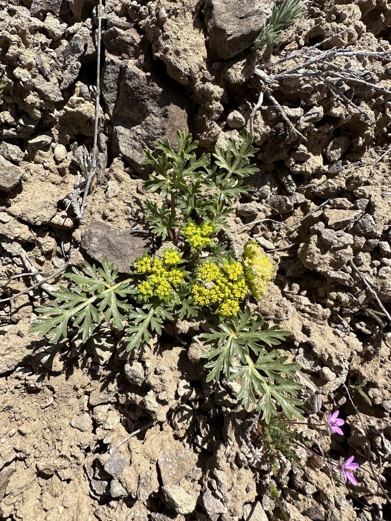 Plains Cymopterus from Mesa County, CO, USA on April 30, 2023 at 10:54 ...