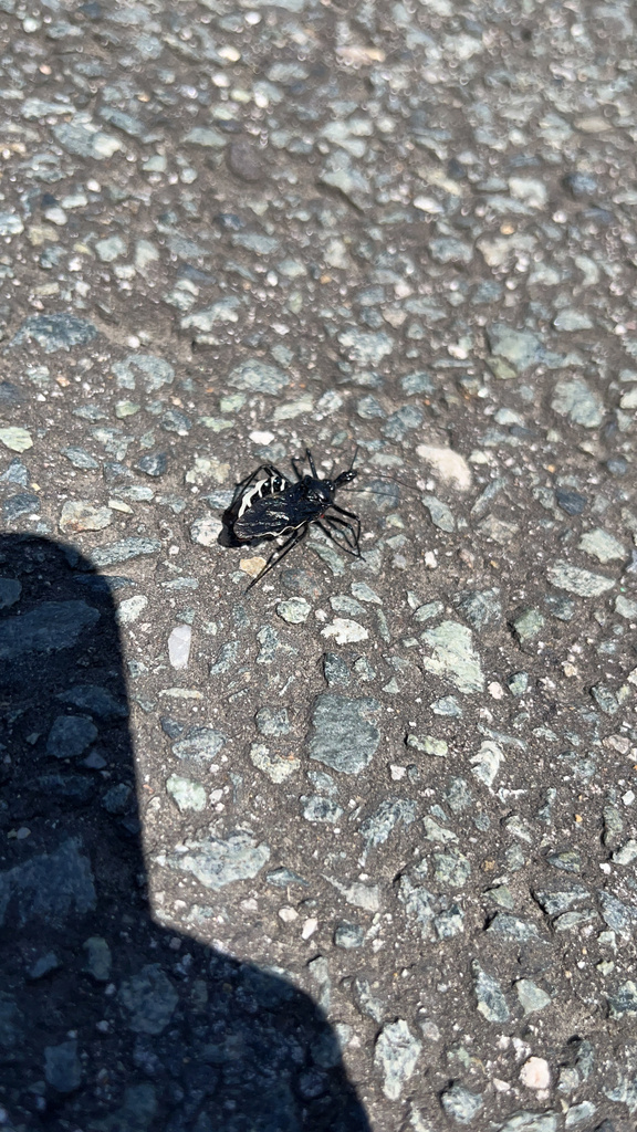 Japanese Assassin Bug from Tegama, Omuta, Fukuoka, JP on May 9, 2023 at ...