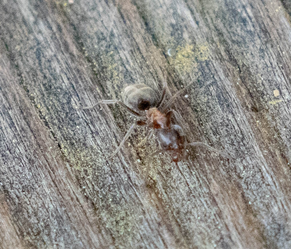 Western Velvety Tree Ant from Pinnacles National Park, San Benito ...