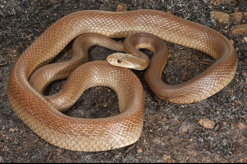 Coastal Taipan from Rakula NT 0822, Australia on May 25, 2020 at 10:10 ...