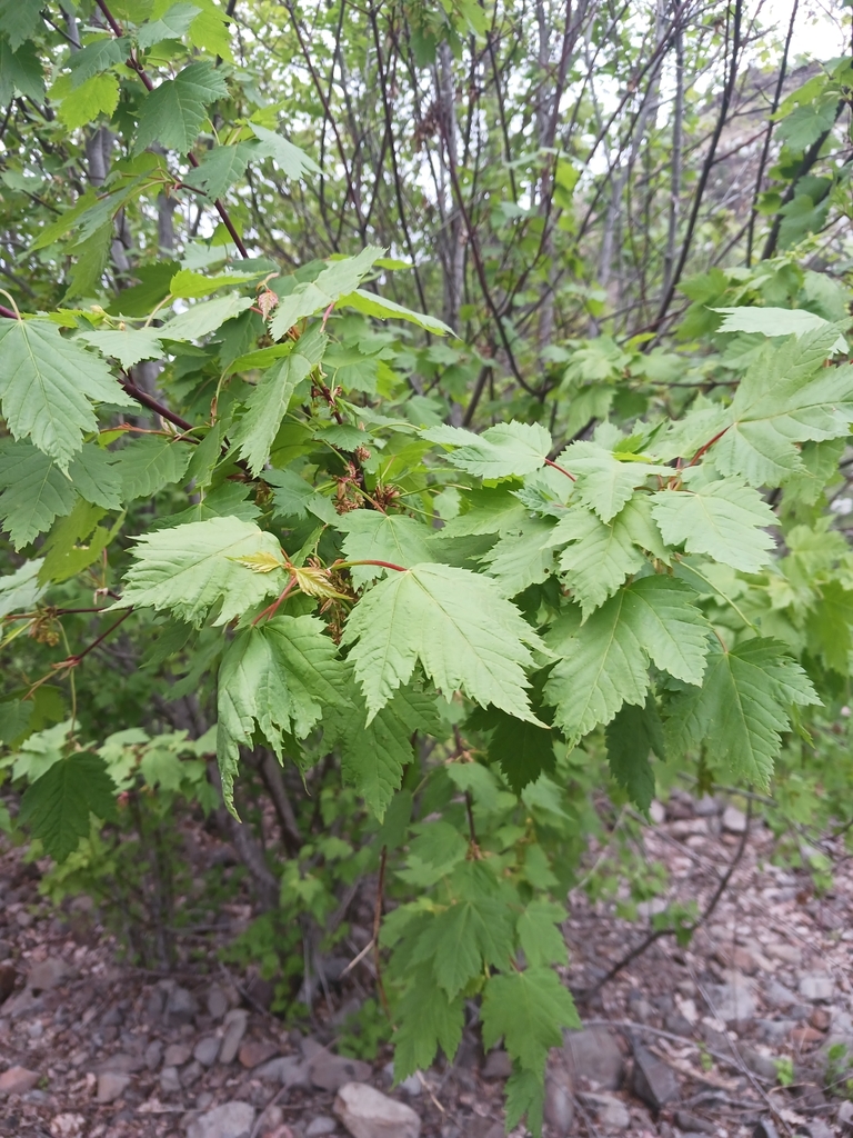 Rocky Mountain maple from Umatilla County, US-OR, US on May 08, 2023 at ...
