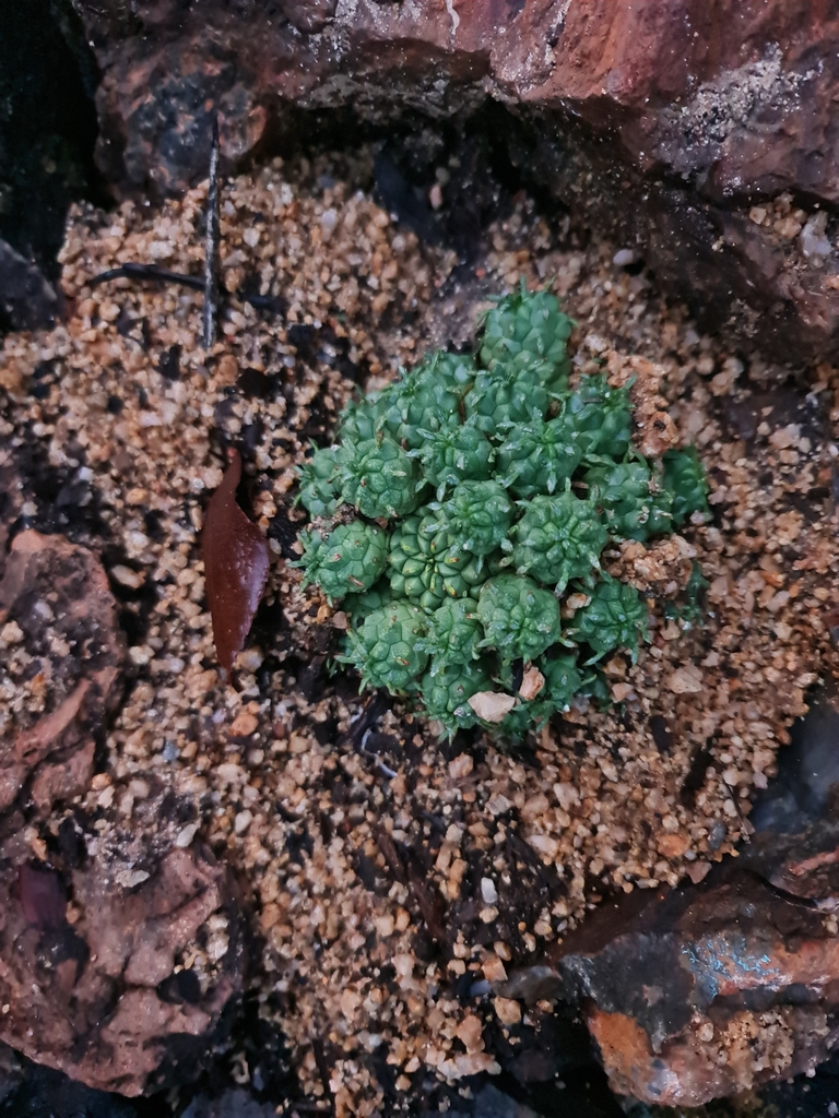 Euphorbia clavarioides clavarioides from Carletonville, 2499, South ...