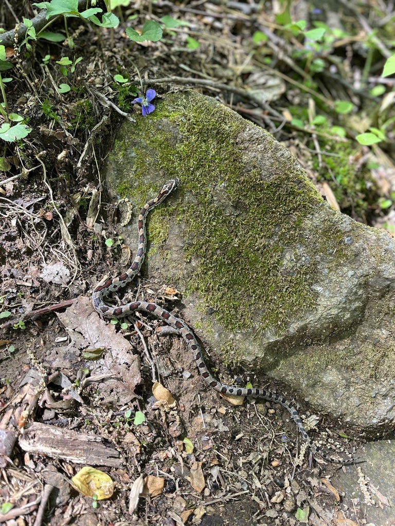 Corn Snake from Shenandoah National Park, Syria, VA, US on May 8, 2023 ...
