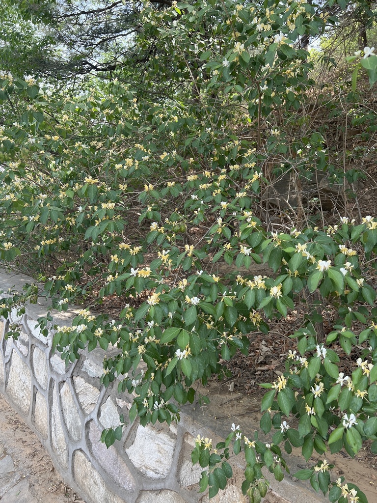 Amur honeysuckle from Haidian, Beijing, CN on May 9, 2023 at 01:03 PM ...