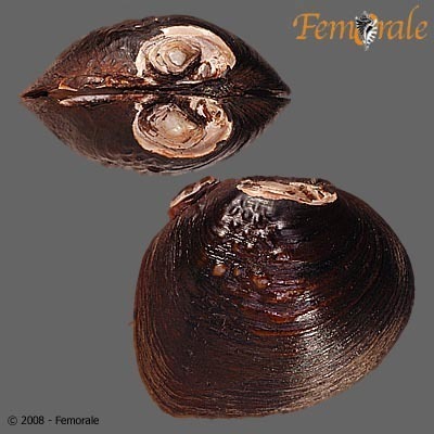 Purple Pimpleback (Cyclonaias refulgens) · iNaturalist