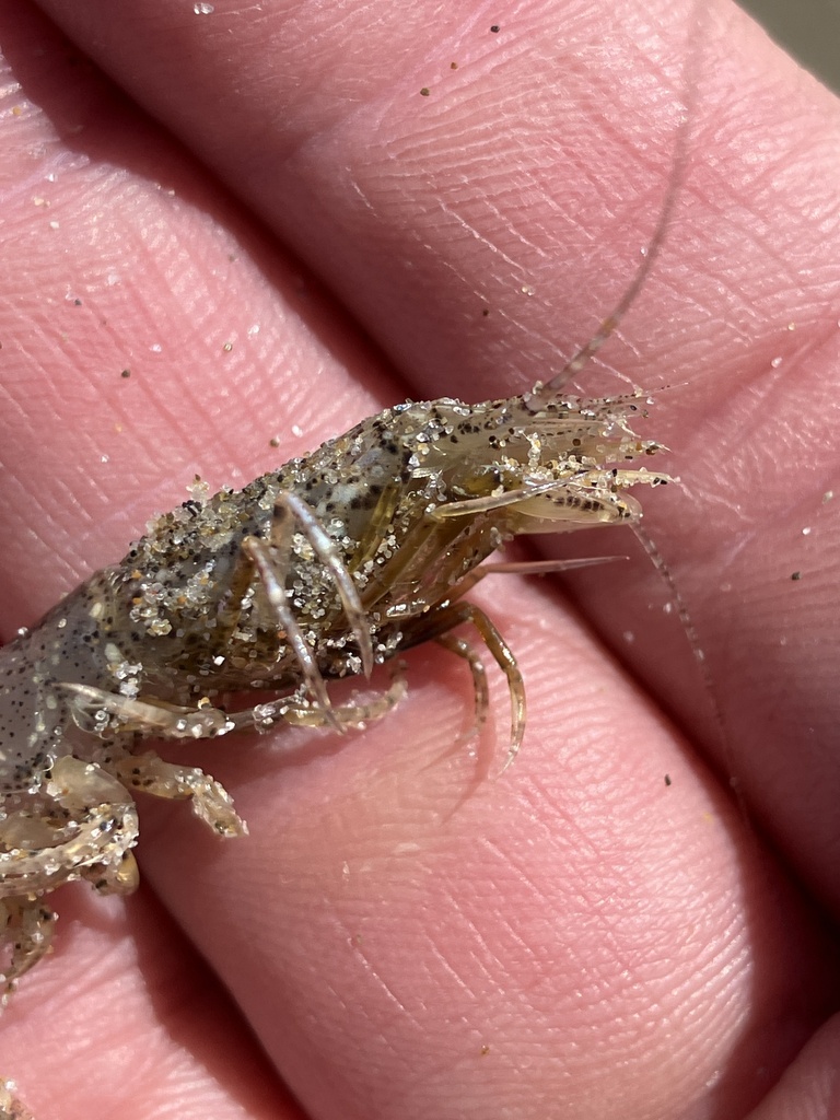 Smooth Bay Shrimp from Cannon Beach, OR, US on May 8, 2023 at 11:14 AM ...