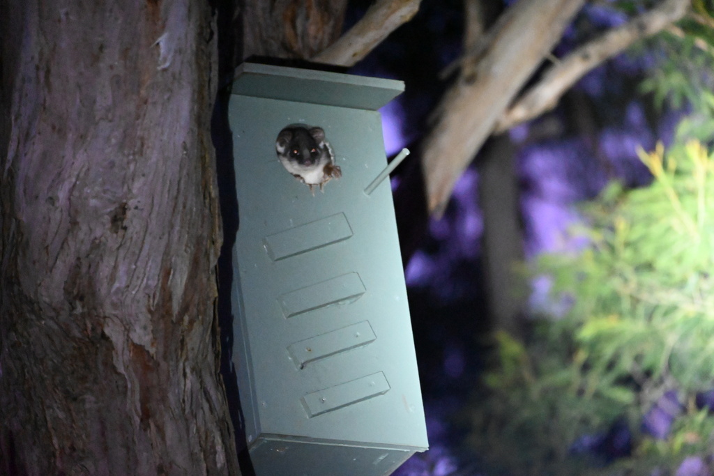 Common Ringtail Possum from Valley Lake Conservation Area, Mount ...