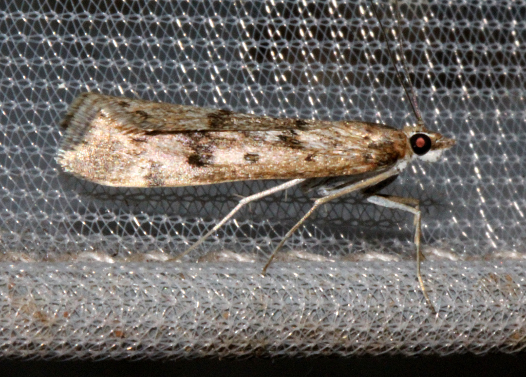 Cotton Web Spinner from Bowra- lagoon, Cunnamulla QLD 4490, Australia ...