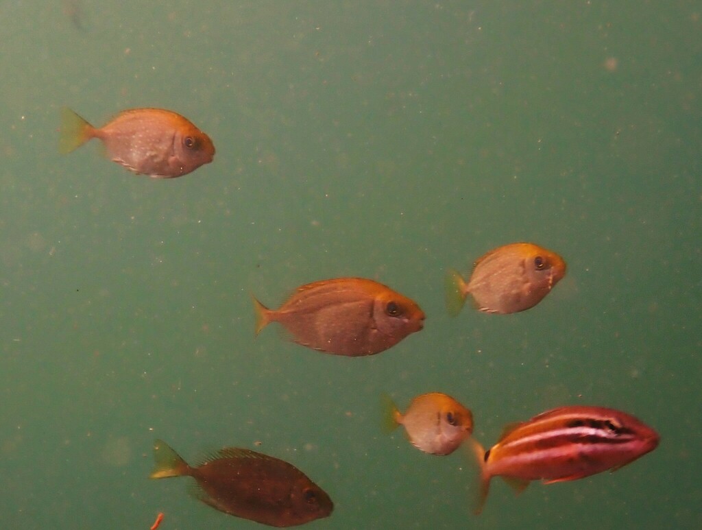 Black Rabbitfish from Sydney NSW, Australia on March 08, 2023 at 09:57 ...