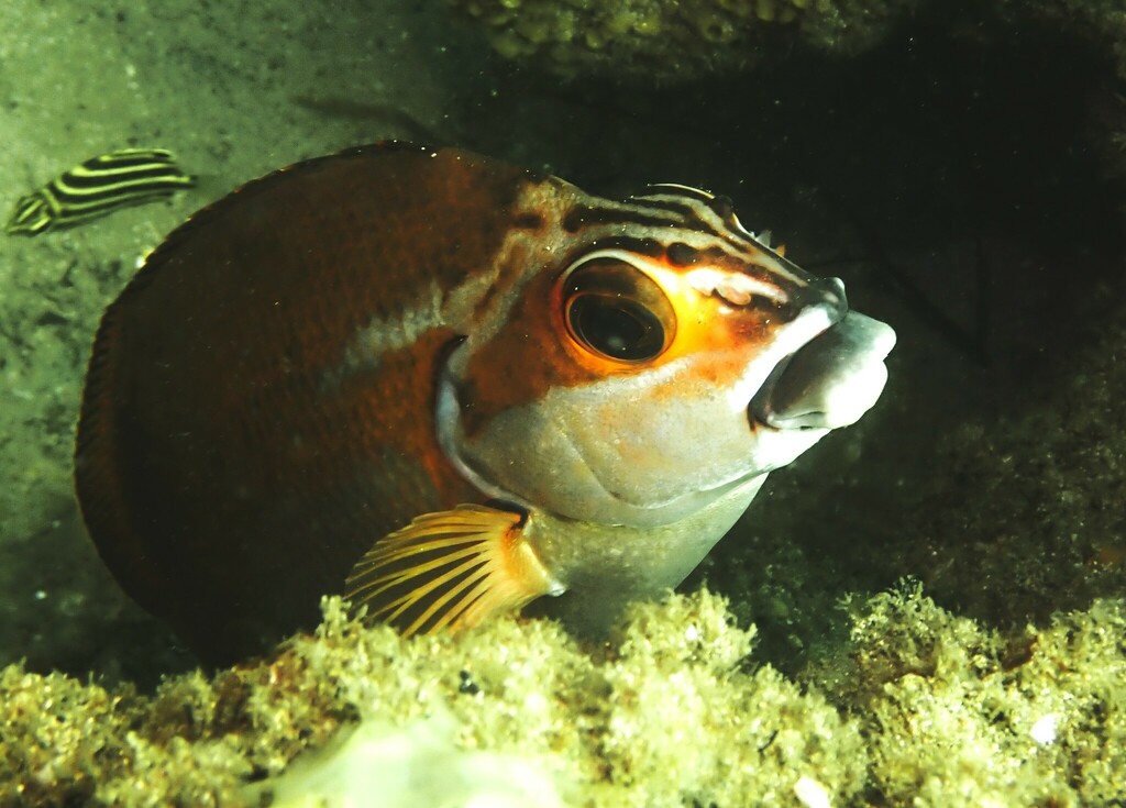 Red Morwong from Sydney NSW, Australia on March 08, 2023 at 11:06 AM by ...