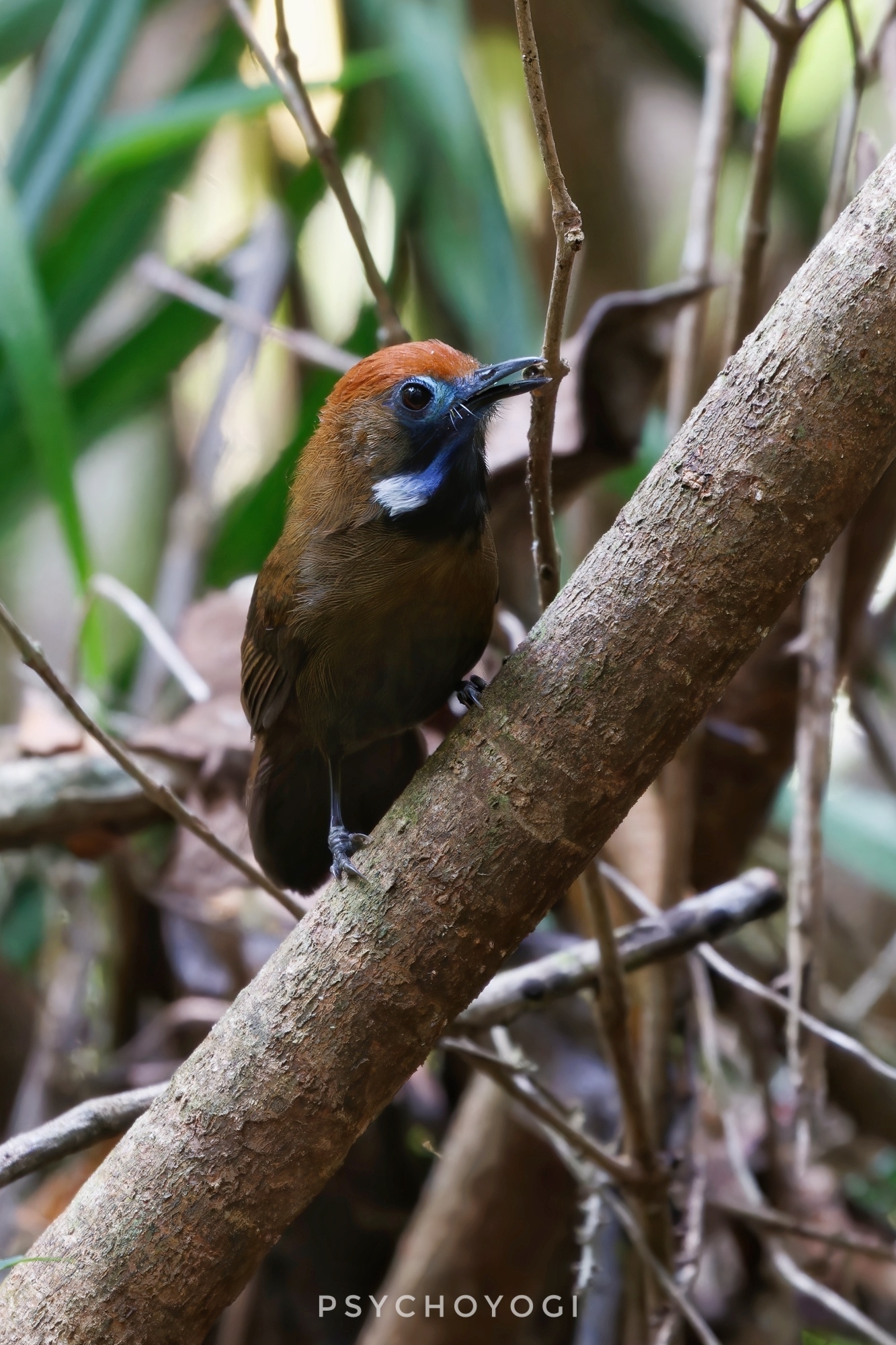 Macronus ptilosus Jardine & Selby, 1835