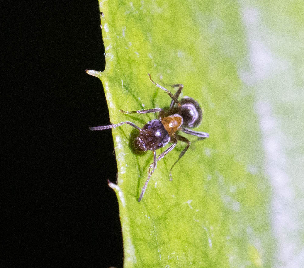Western Velvety Tree Ant from Pinnacles National Park, San Benito ...