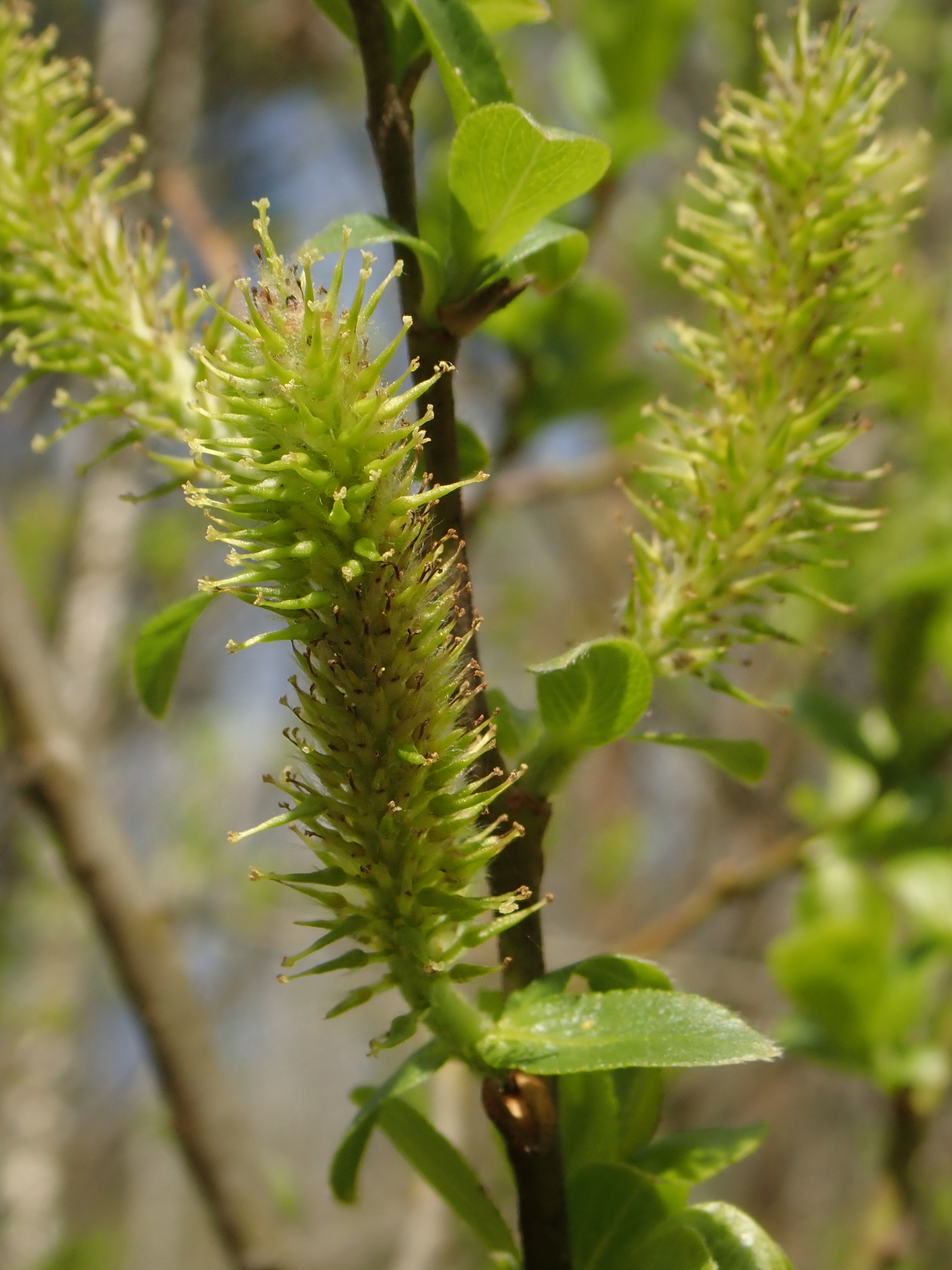 Salix myrsinifolia Salisb.