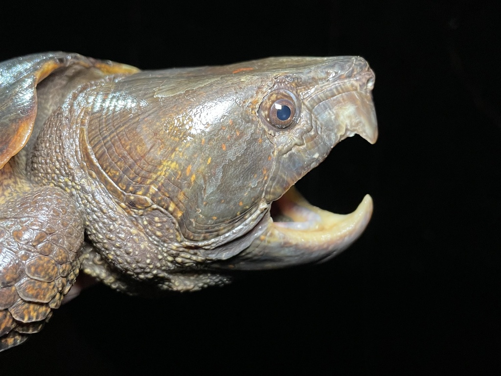 big-headed turtle in May 2023 by alexericsonlee · iNaturalist