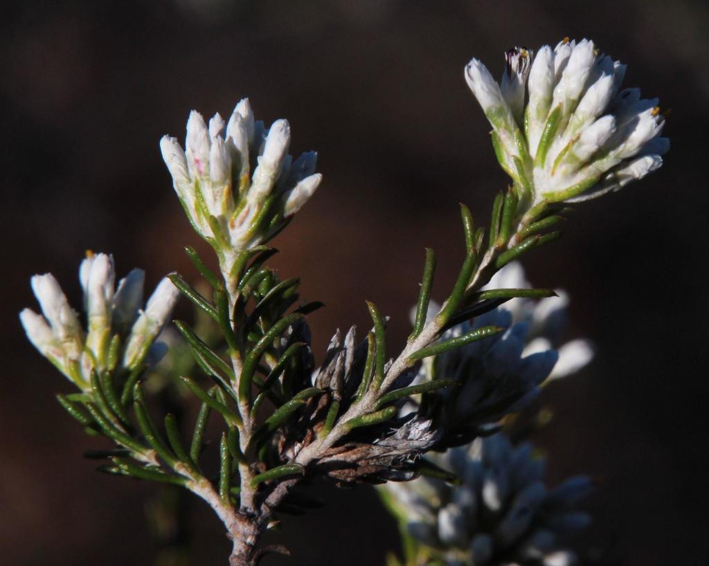 Metalasia adunca (Crooked Blombush) (Metalasia of the Cape Flora ...