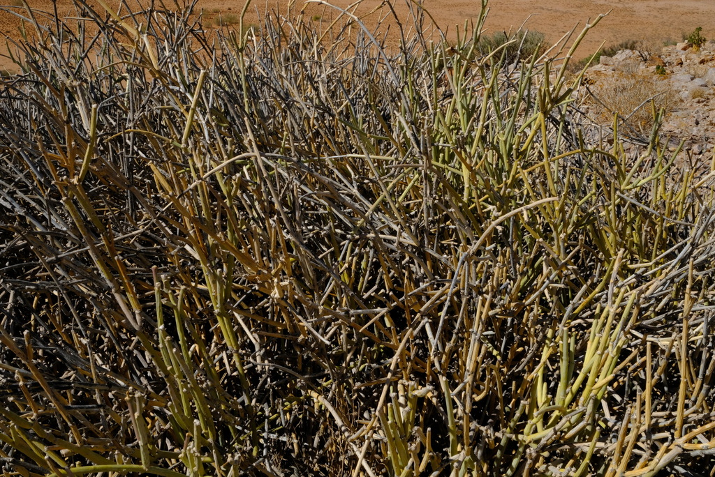 Cynanchum viminale thunbergii in May 2023 by Nick Helme · iNaturalist