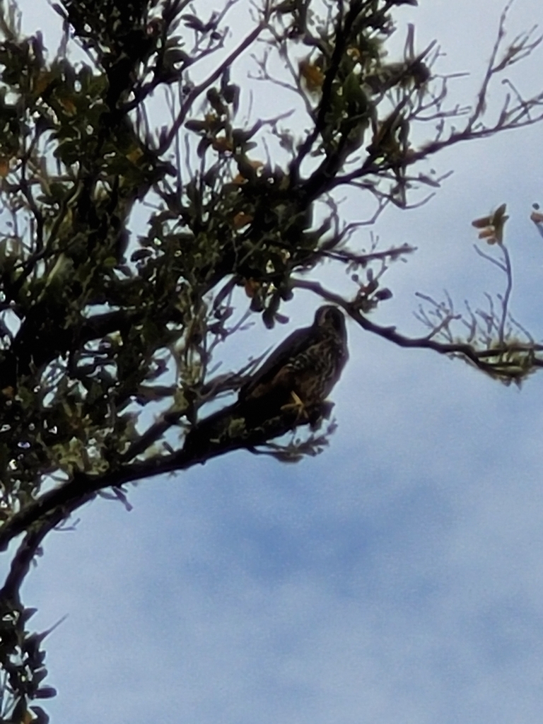 New Zealand Falcon from Westland, NZ-WC, NZ on April 17, 2023 at 03:19 ...
