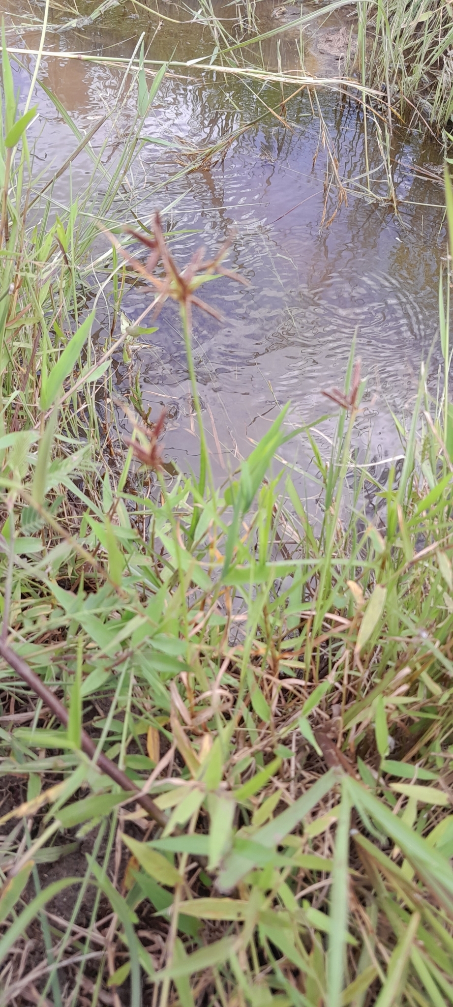 Cyperus rotundus L.