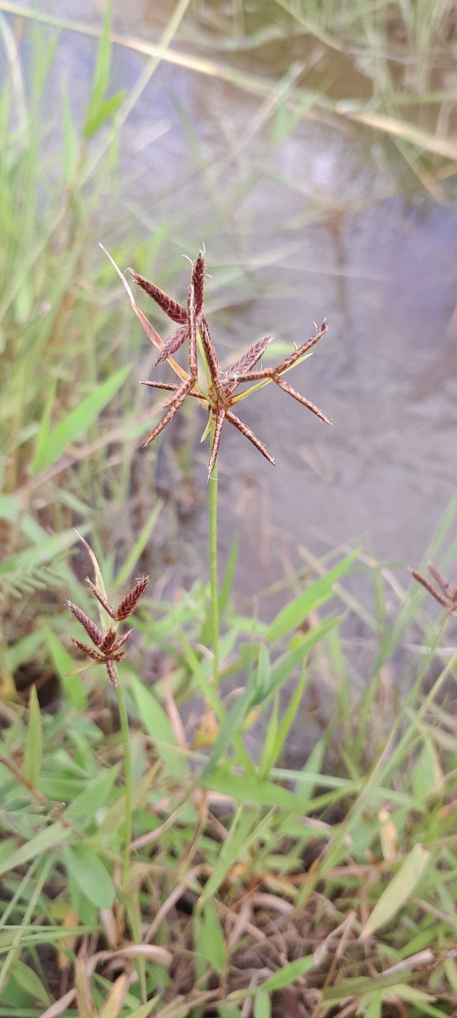 Cyperus rotundus L.
