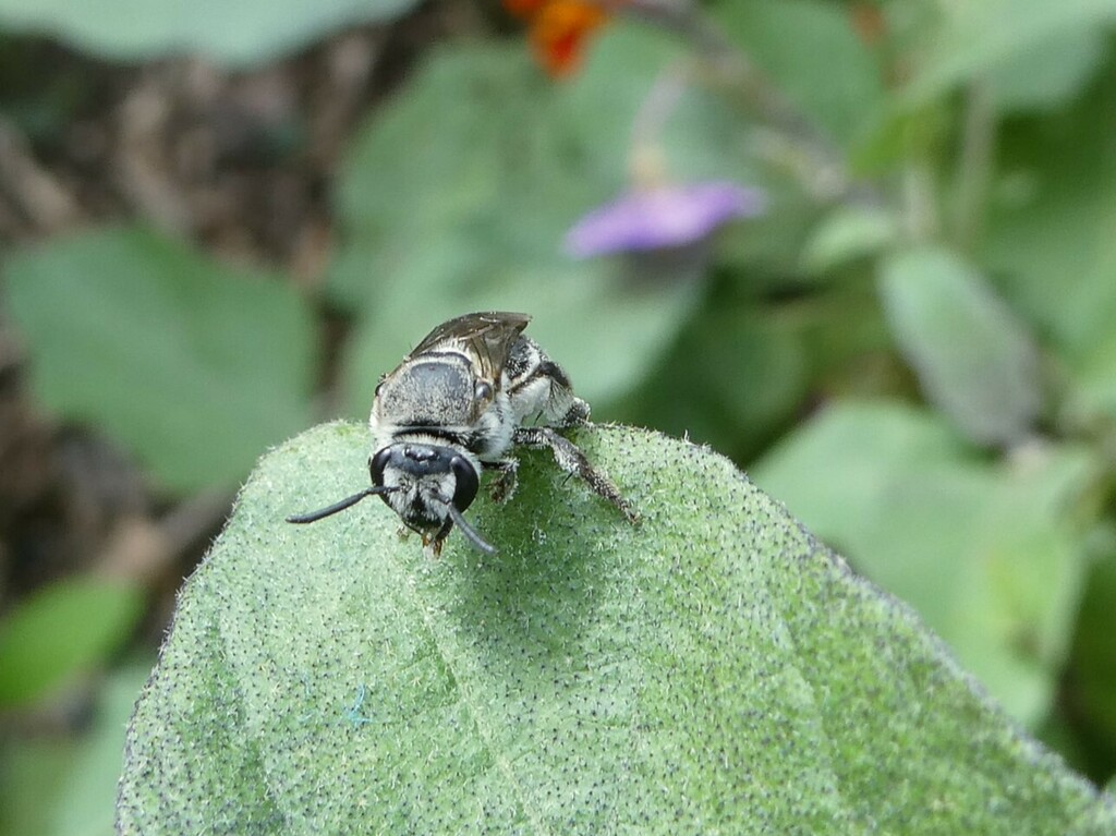 Sweat Bees from Landsborough QLD 4550, Australia on May 04, 2023 at 09: ...