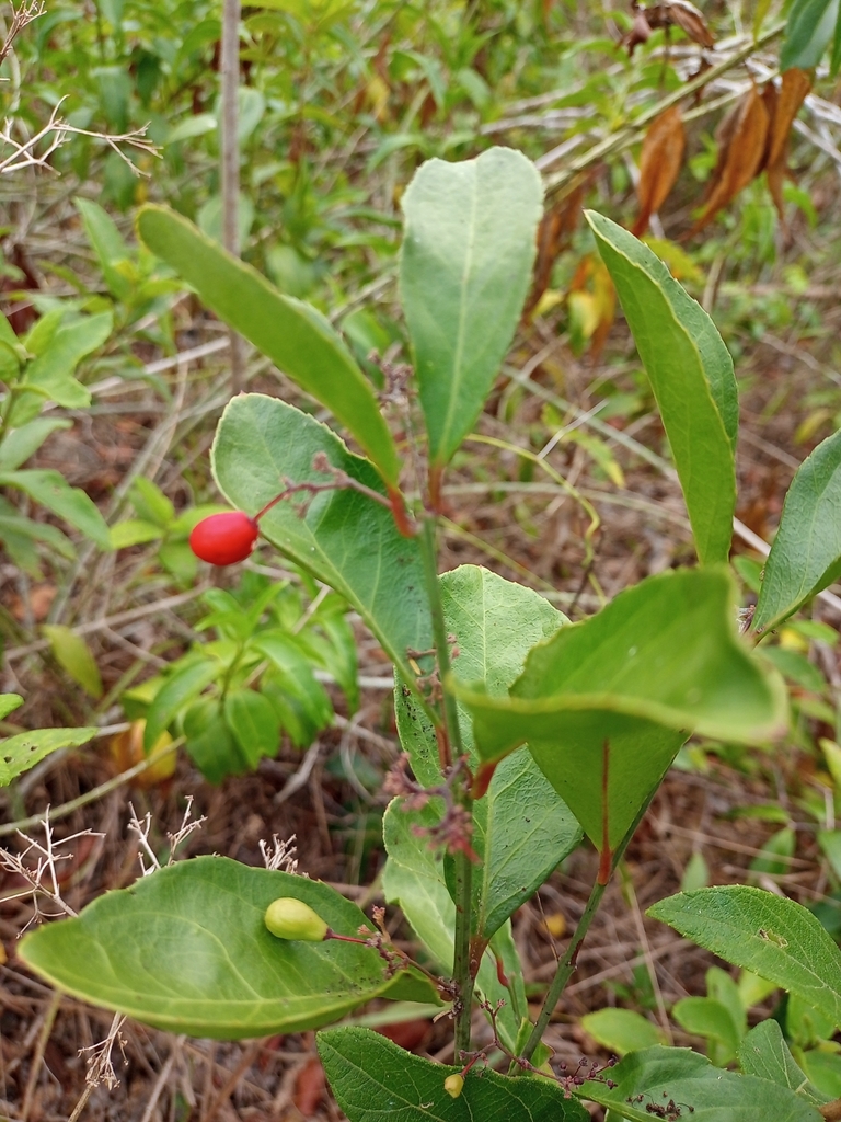 (Crossopetalum gaumeri) - Botanical Realm