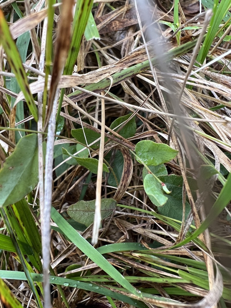 creeping bossiaea from Paratea Flora and Fauna Reserve, Frankston South ...