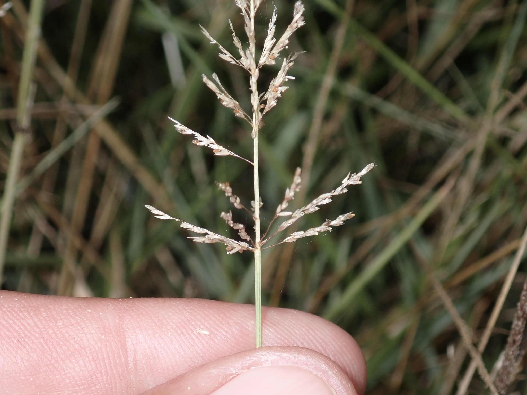 Sporobolus pyramidatus (Lam.) Hitchc.
