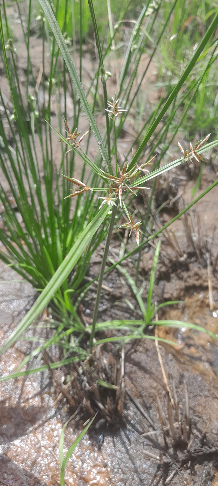 Cyperus rotundus L.