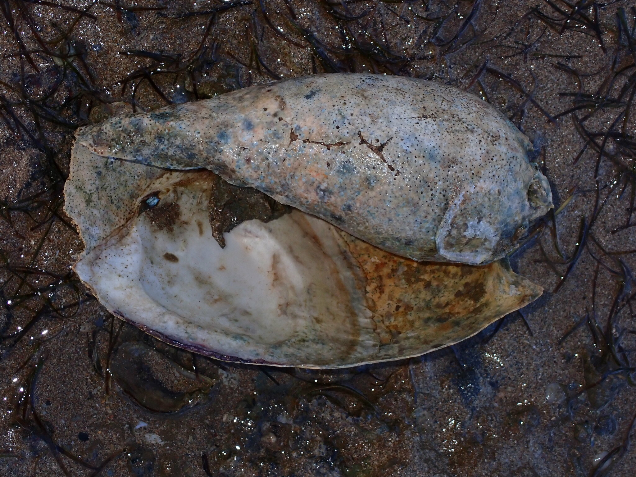 Melo amphora (Lightfoot, 1786)