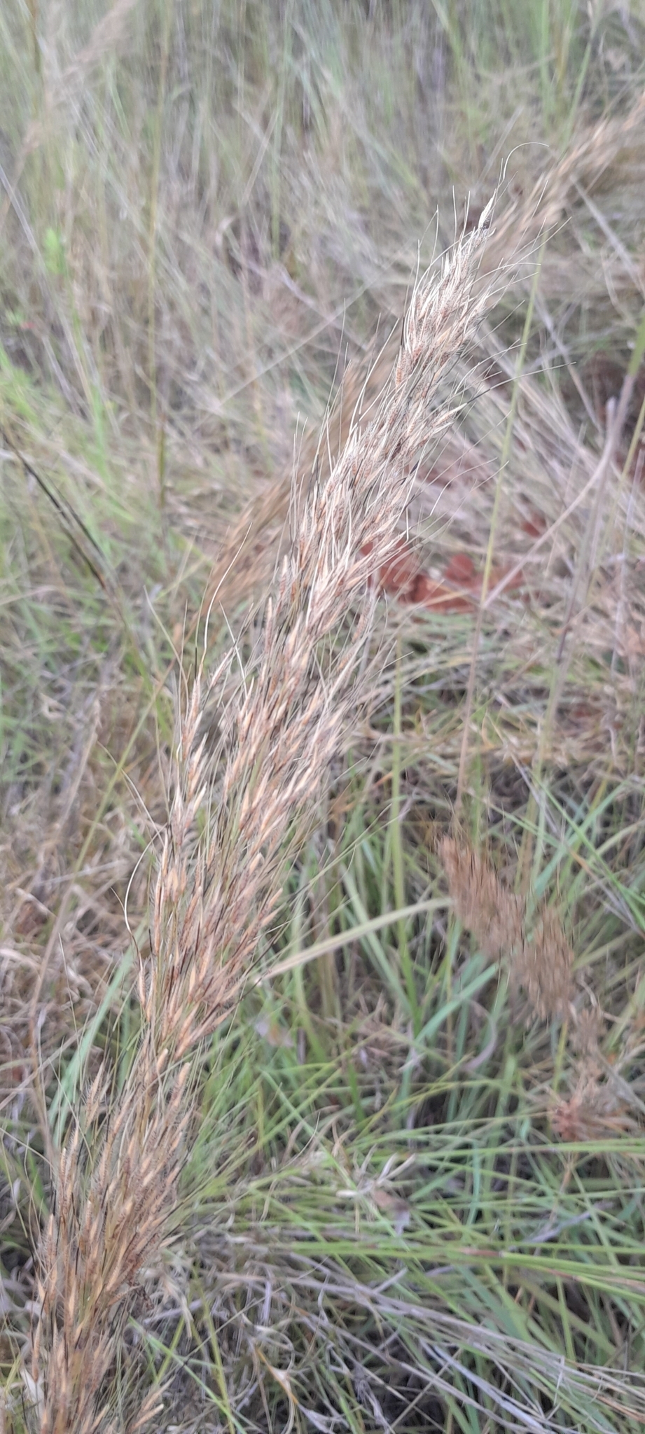 Loudetia simplex (Nees) C.E.Hubb.