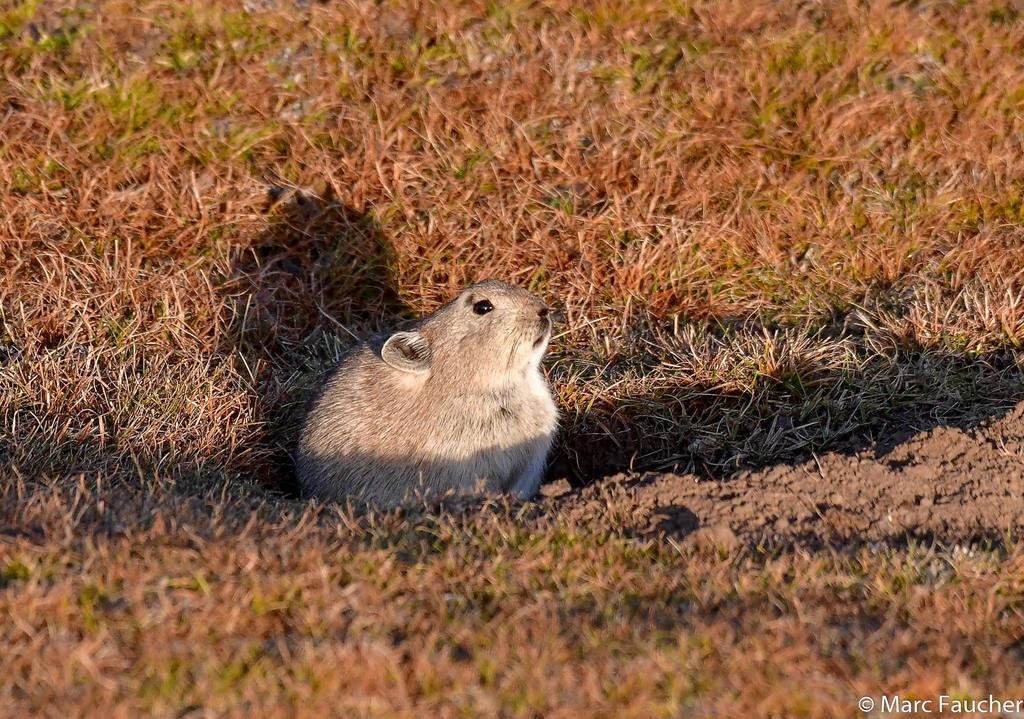 Black-lipped Pika from Gonghe, Hainan, Qinghai, China on October 05 ...