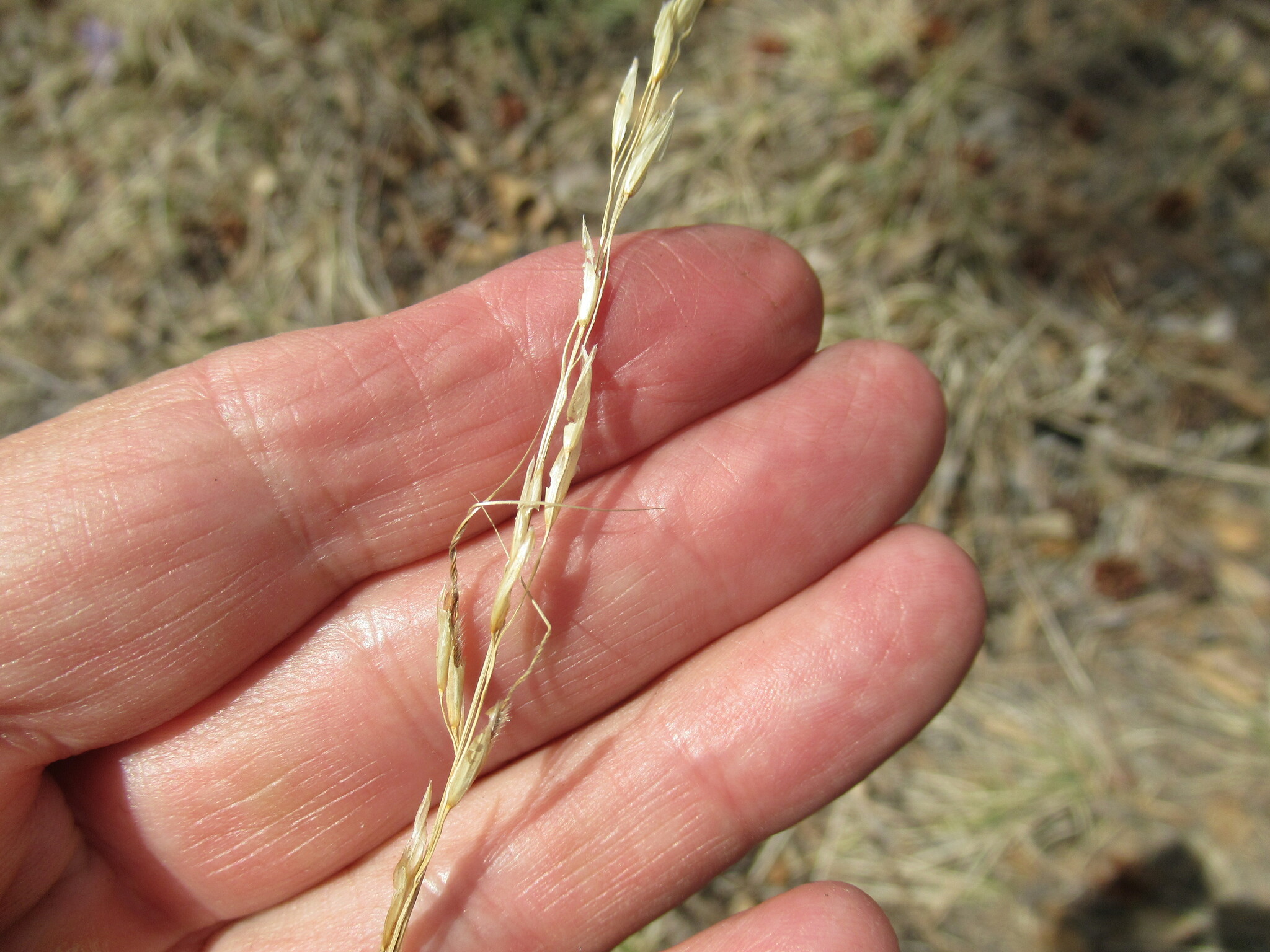 Achnatherum sibiricum (L.) Keng ex Tzvelev