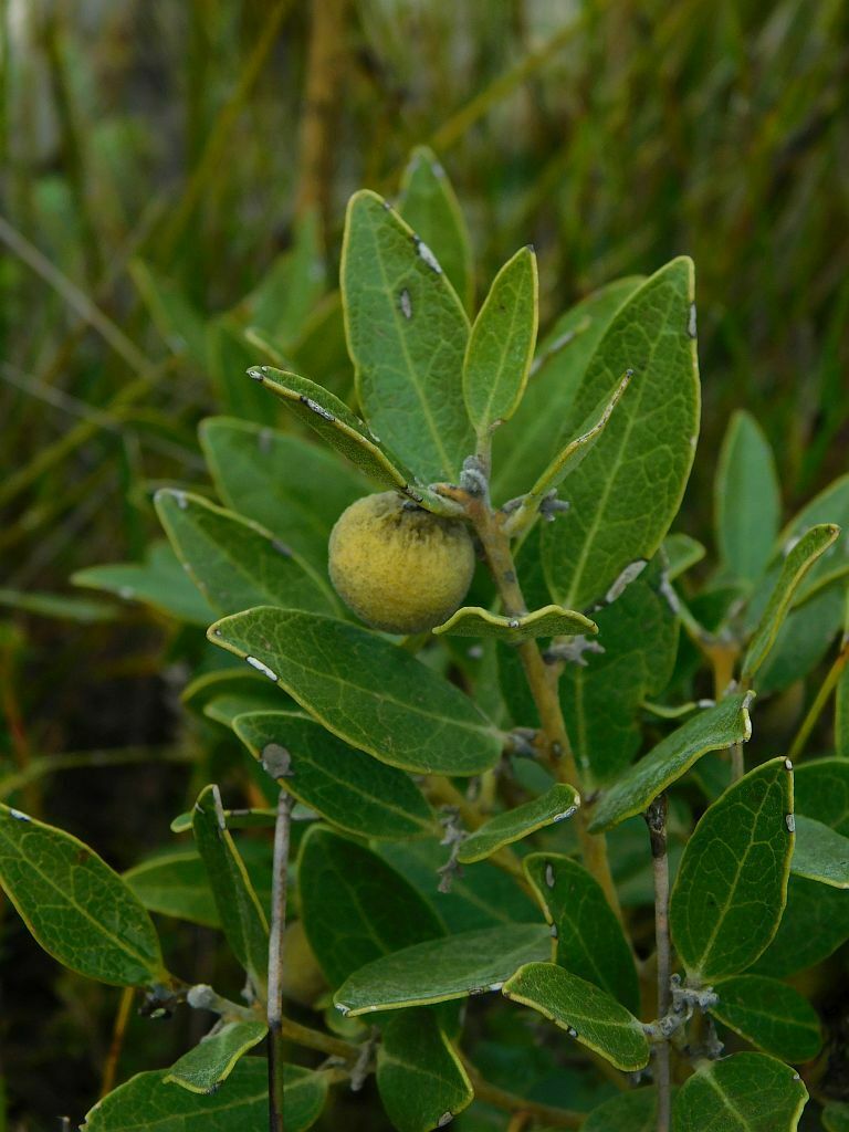 Baboon Guarri from Chicken Rock Greyton, 7233, South AfricaOverberg ...