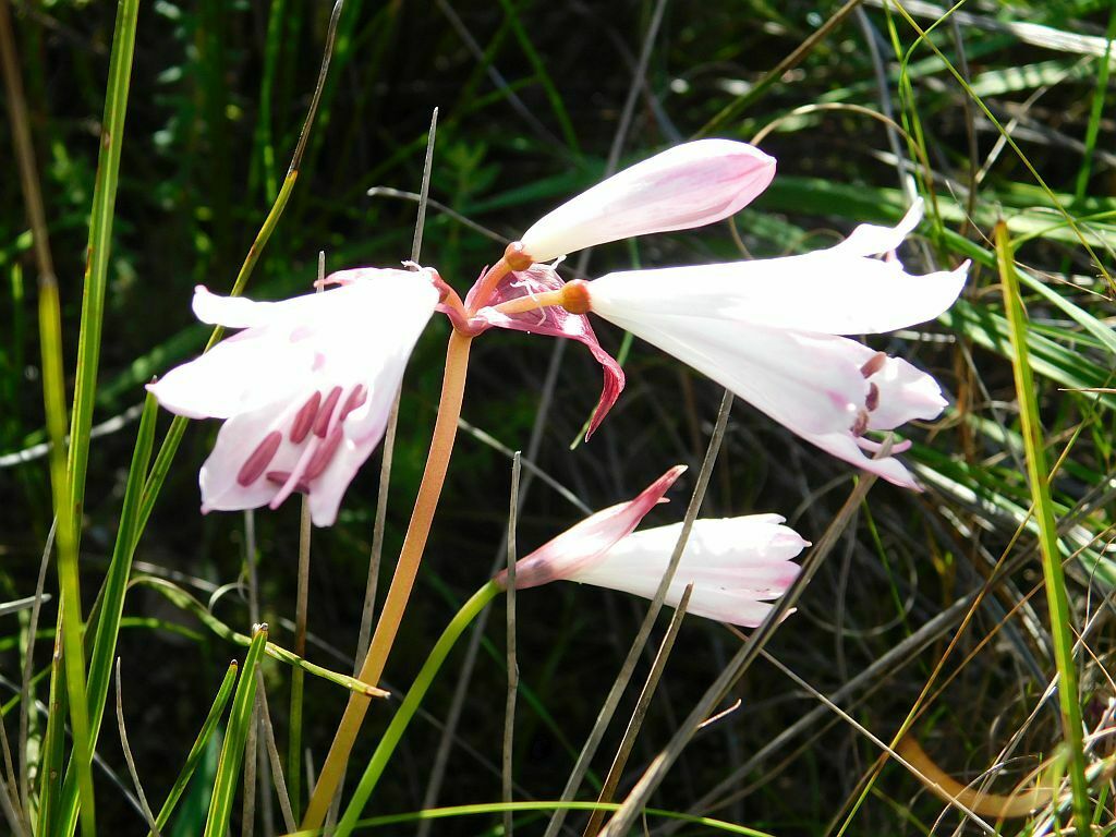 Demure Nerine in May 2023 by Klaus Wehrlin. 2023 05 04 Long Chicken ...