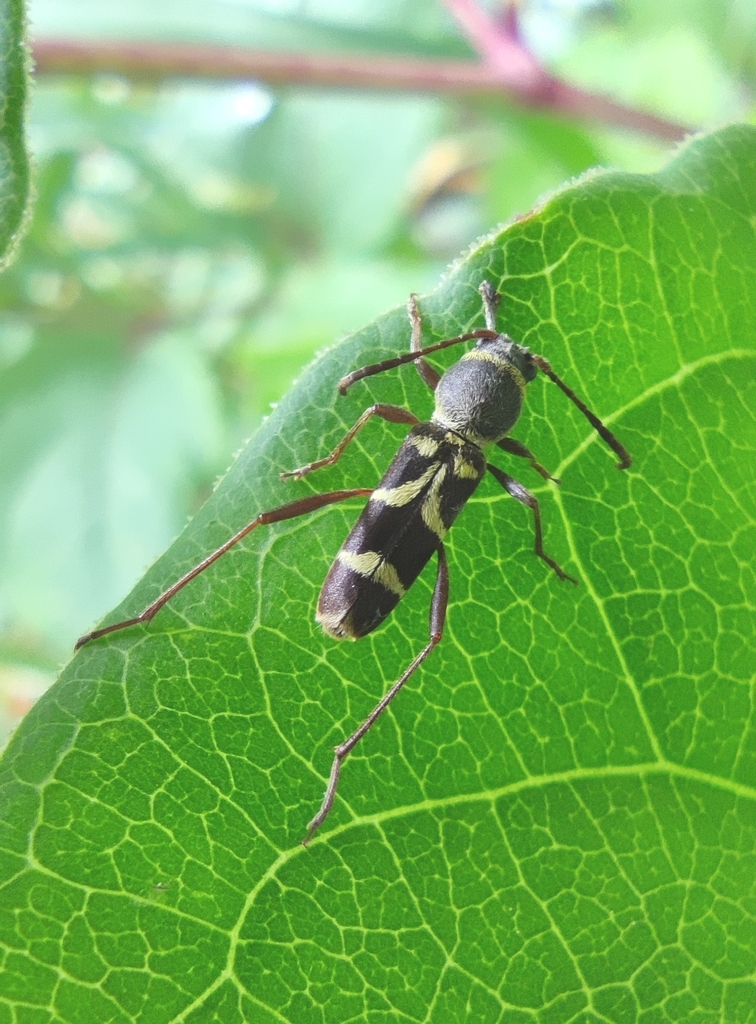 Perissus delectus from 中国江西省上饶市婺源县 on April 30, 2023 at 09:52 AM by 江国彬 ...