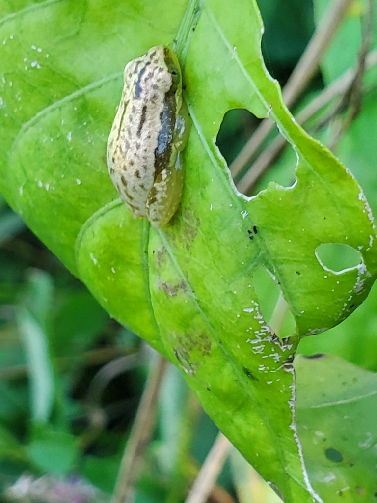 Zimbabwe Banana Frog from Gorongosa National Park, MZ-SO-GO, MZ-SO, MZ ...