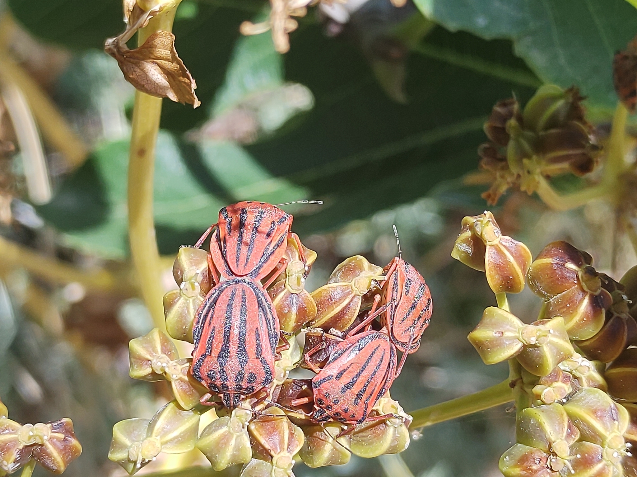 Graphosoma semipunctatum (Fabricius, 1775)