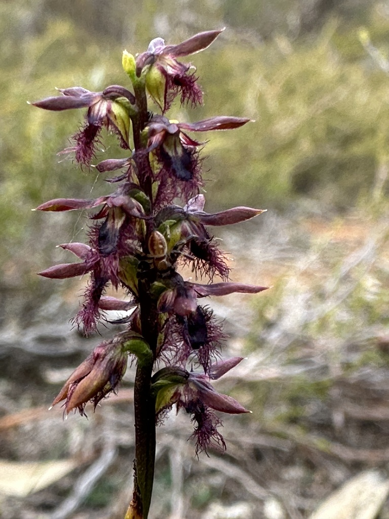 Bearded midge-orchid from Deep Lead Picnic Area, Deep Lead, VIC, AU on ...