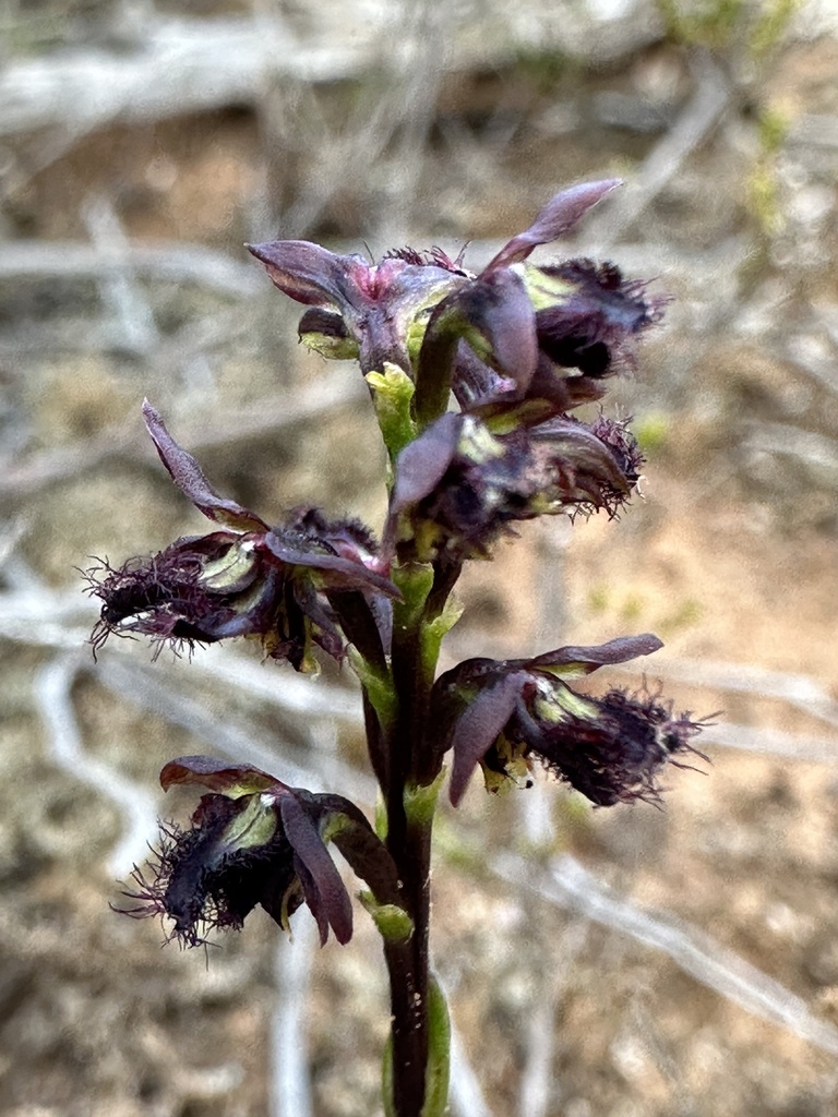 Bearded midge-orchid from Deep Lead Picnic Area, Deep Lead, VIC, AU on ...