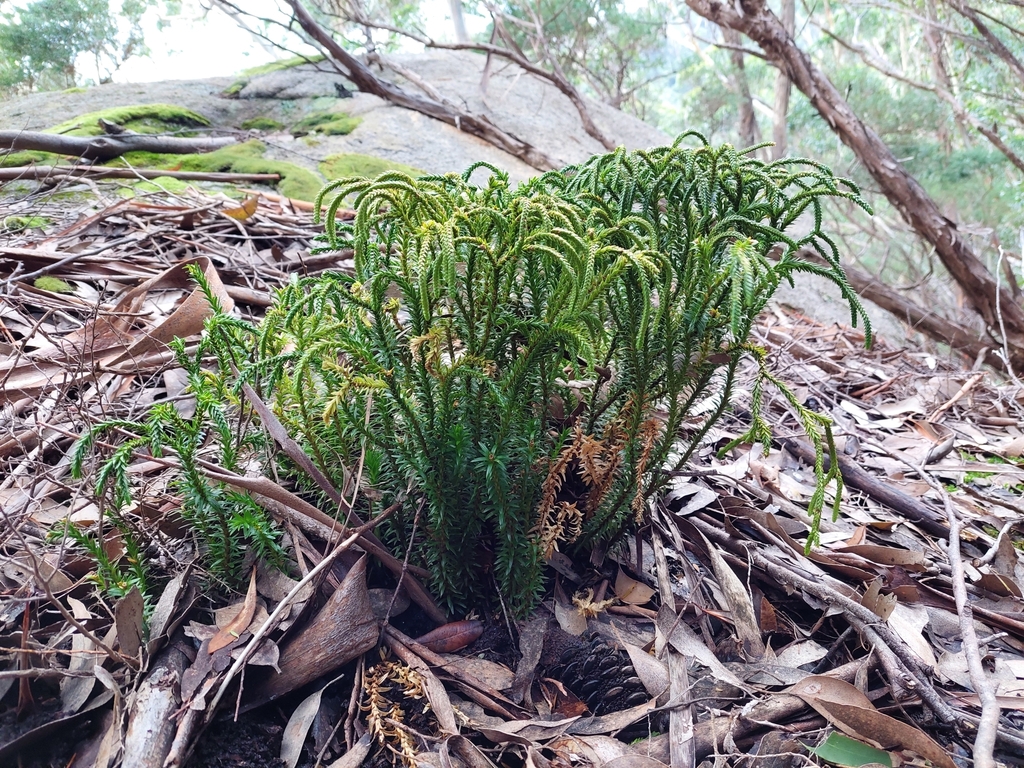 hanging clubmoss from Wilsons Promontory VIC 3960, Australia on May 9 ...