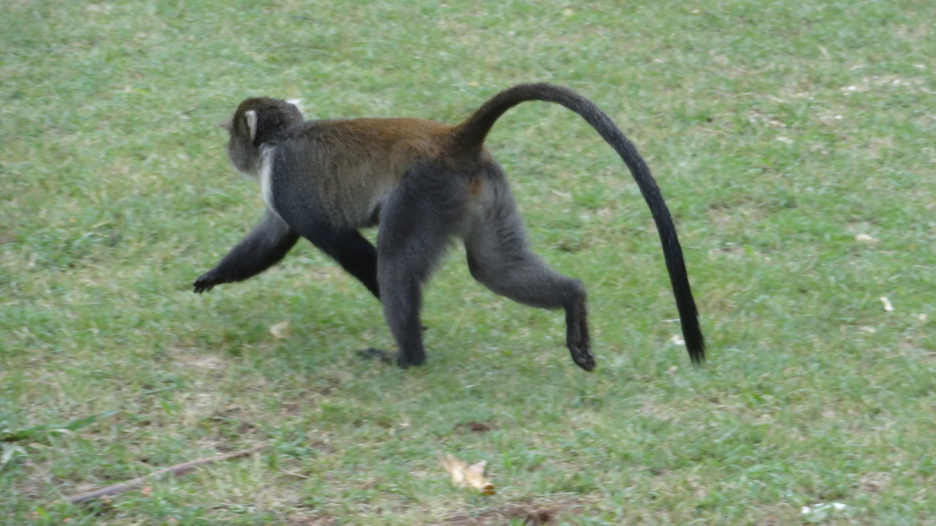 Kolb's Monkey (Cercopithecus mitis kolbi) - Know Your Mammals