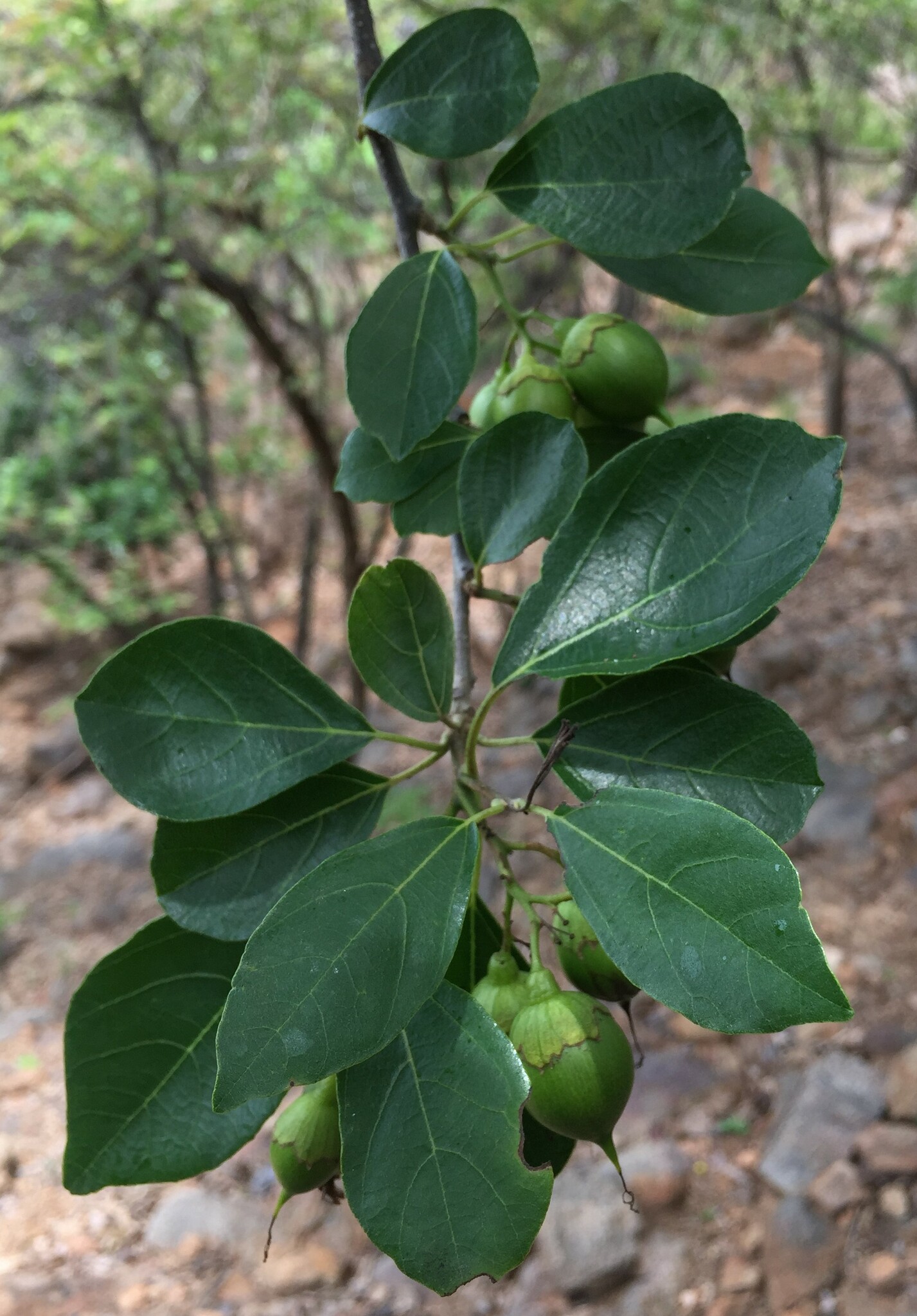 Cordia monoica Roxb.