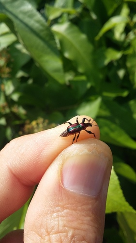 género Pilolabus · NaturaLista Colombia
