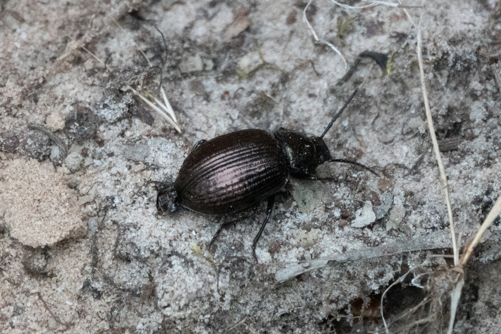 Adelium in March 2023 by Euan Moore · iNaturalist