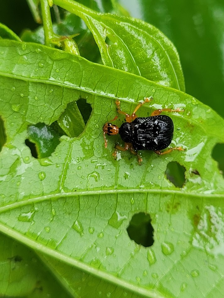 Agomadaranus pardaloides (Voss, 1924)