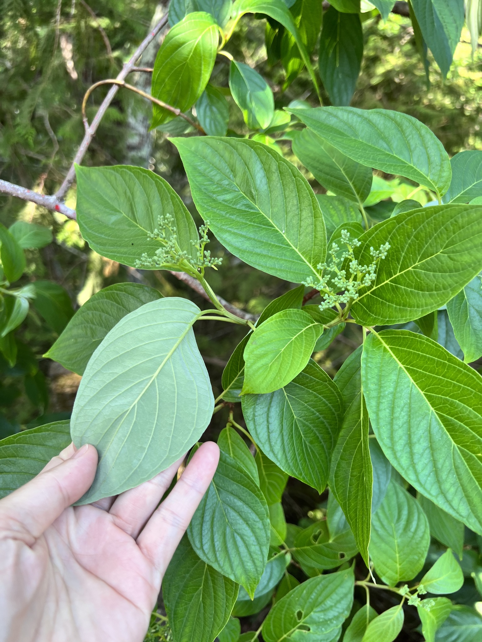 Cornus macrophylla Wall.
