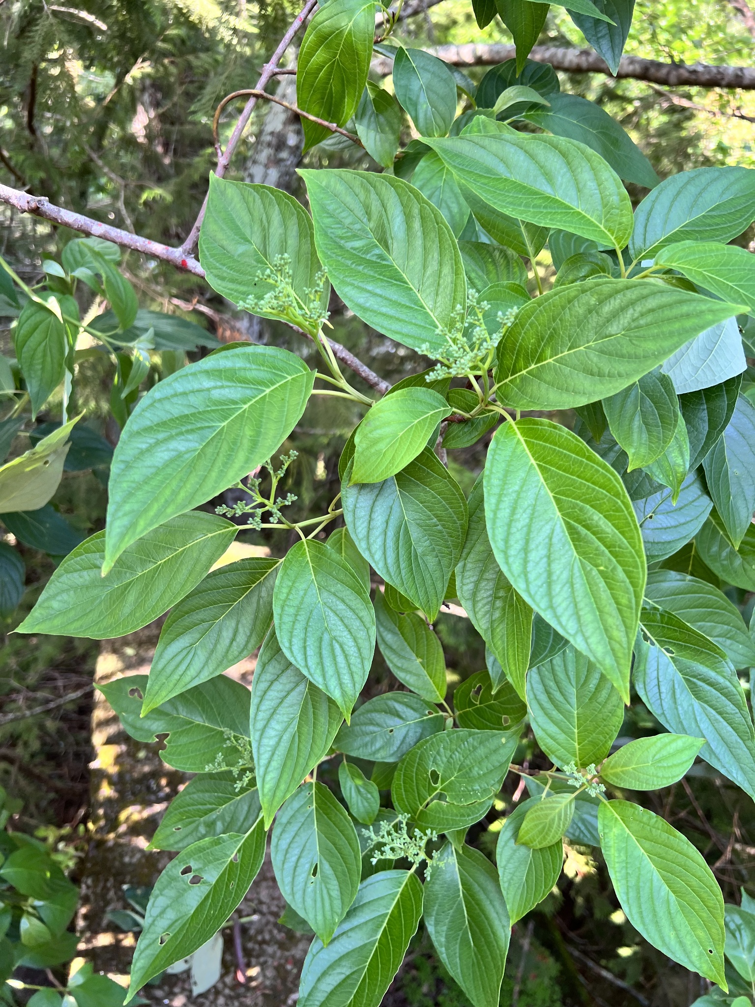 Cornus macrophylla Wall.