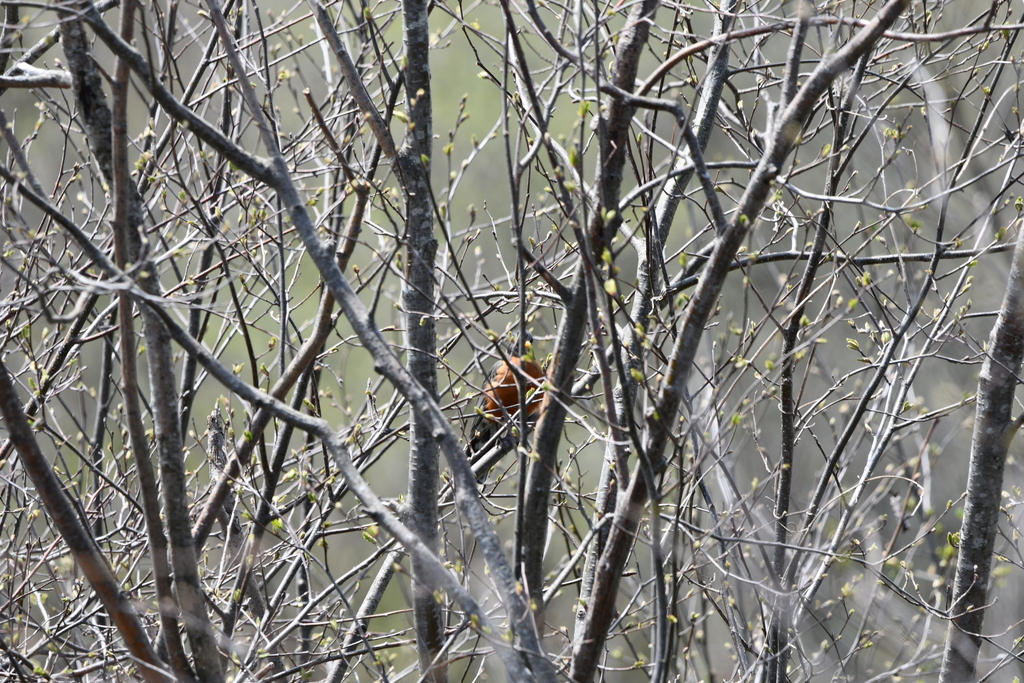 American Robin from Tucker County, WV, USA on May 08, 2023 at 01:26 PM ...